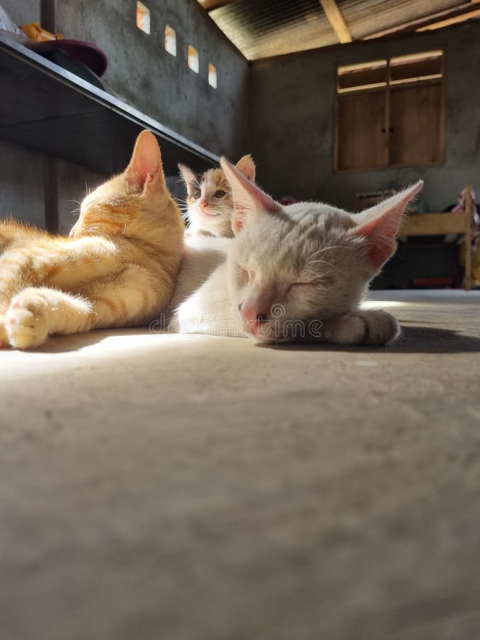 Three Cute Cats in Sunlight Stock Image - Image of skin, animal: 276470579