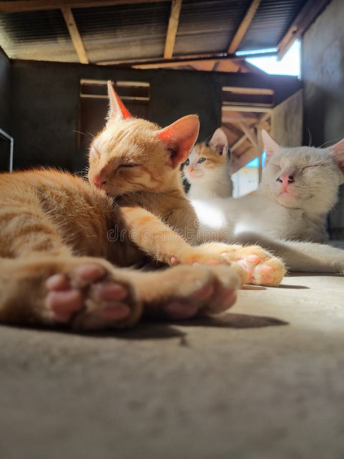 Three Cute Cats in Sunlight Stock Photo - Image of sunlight, nose ...