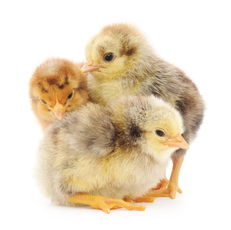 Two cute chicks on white stock photo. Image of white - 112985634
