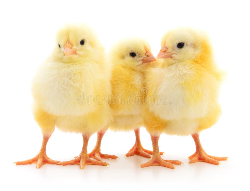 Three cute chicks. stock photo. Image of newborn, baby - 98216786