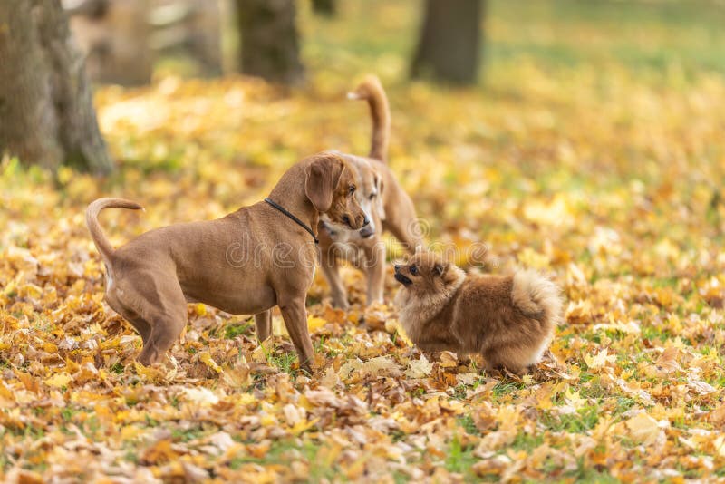 Three Cute Dogs are Playing in the Park Stock Image - Image of autumn ...
