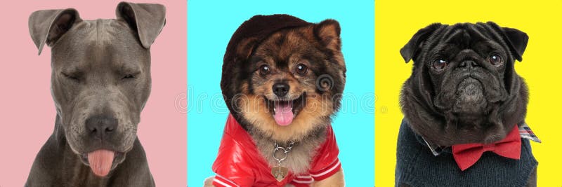 Adorable Pug Puppies Portrait Three Cute Dogs Stock Photos - Free ...