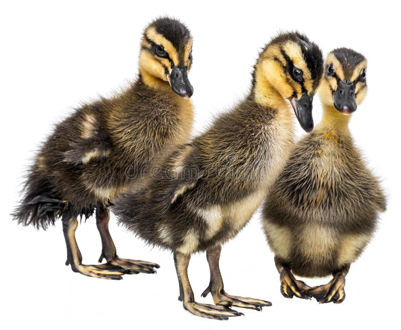 Baby ducks stock photo. Image of duckling, black, cute - 11168876