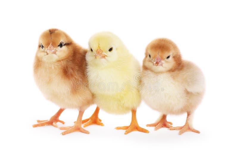 Three Cute Fluffy Chickens on White Background Stock Photo - Image of ...