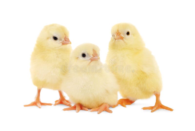 Three Cute Fluffy Chickens on White Background Stock Image - Image of ...