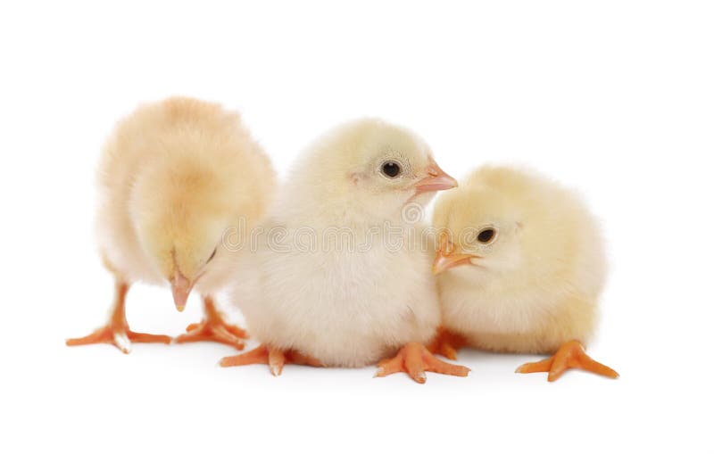 Three Cute Fluffy Chickens on White Background Stock Photo - Image of ...