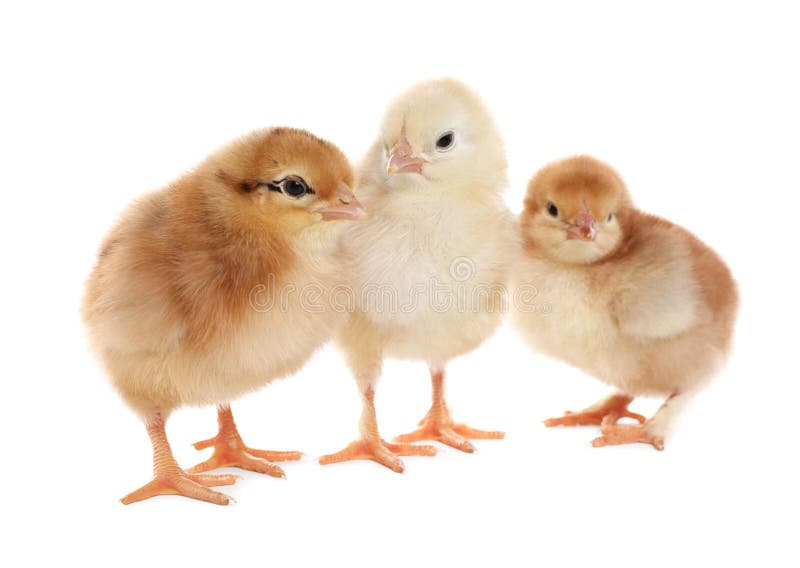 Three Cute Fluffy Chickens on White Background Stock Photo - Image of ...