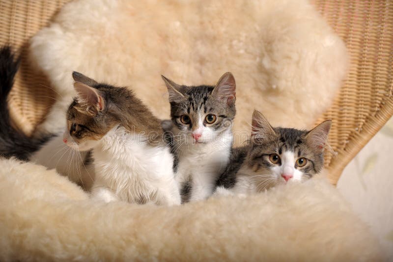 Three cute fluffy kittens stock photo. Image of beautiful - 178645714