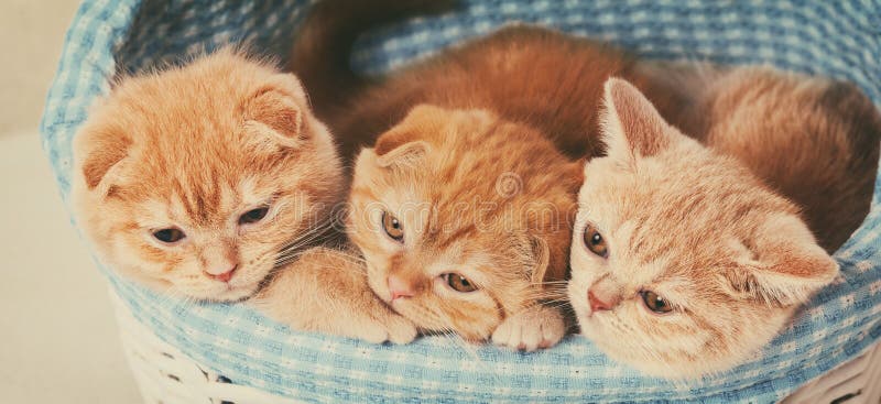 Three Cute Funny Little Kittens Lying in a Basket Stock Photo - Image ...