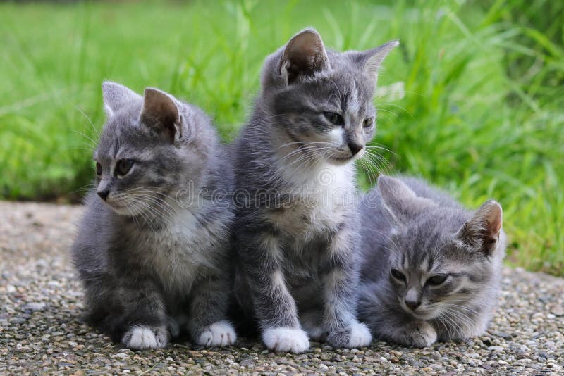 Three cute grey kittens stock image. Image of cute, kitten - 120615585