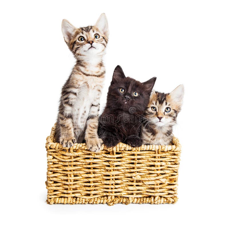 Three Cute Tabby Kittens Playing Together Stock Photo - Image of young, studio: 123487100