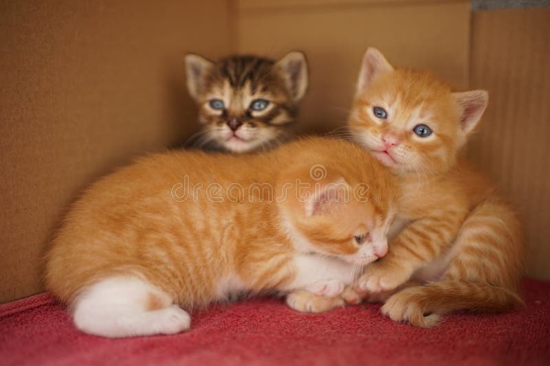 Three Cute Kittens in a Cardboard Box on a Red Towel Stock Image ...