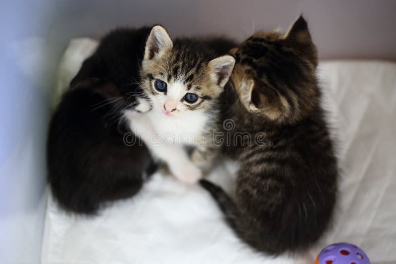 Three cute kittens stock image. Image of chilling, relaxation - 56590893