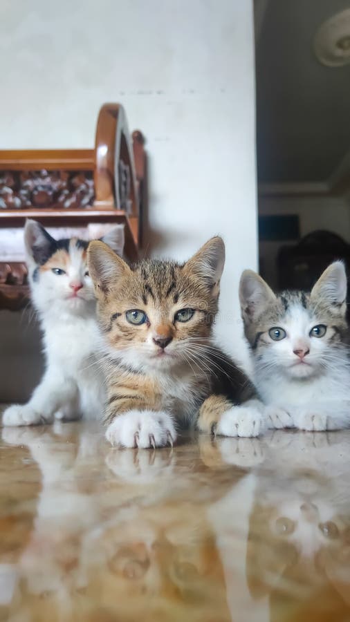 Three Cute Kittens Sitting Together and Resting at Home Stock Image ...