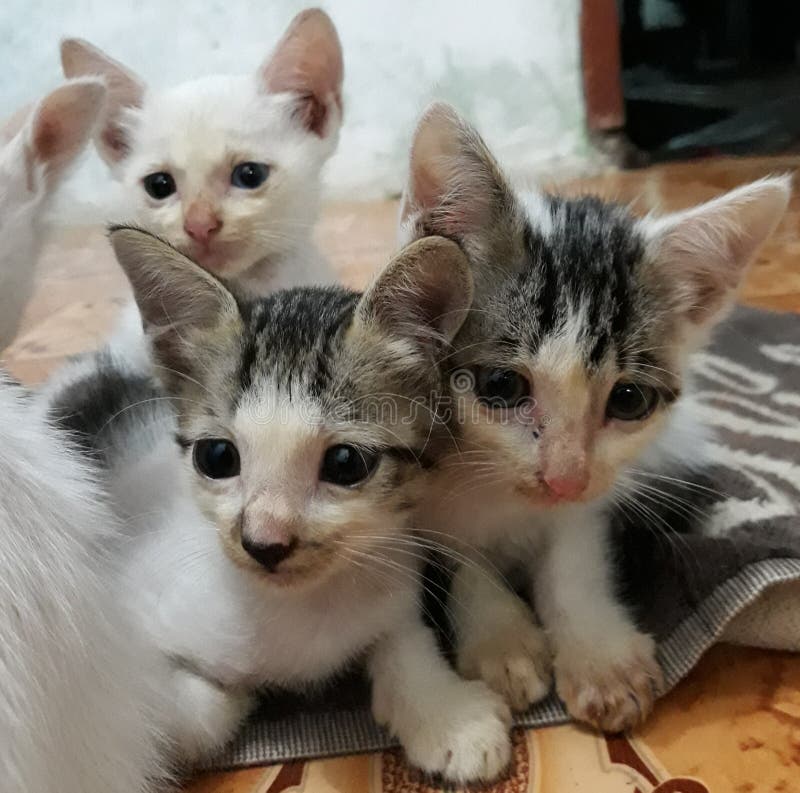 Three Cute Kittens Taking Selfie Stock Image - Image of cute, three ...