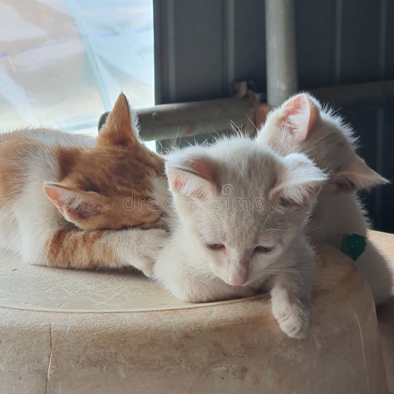 Three cute kittens stock photo. Image of nose, organ - 263157156