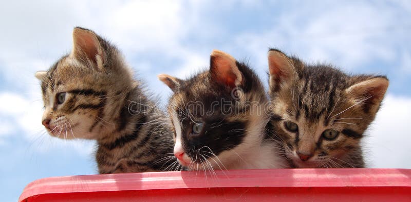 Three cute kitties stock image. Image of animal, playing - 36604525