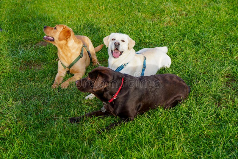 Cute Labrador Dogs on Grass Stock Image - Image of breed, cute: 266220751