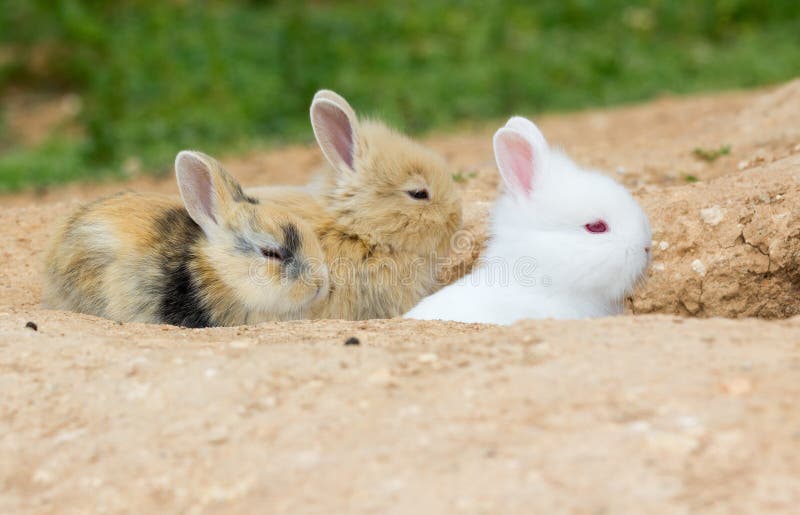 Three cute little bunnies stock image. Image of looking - 26624649