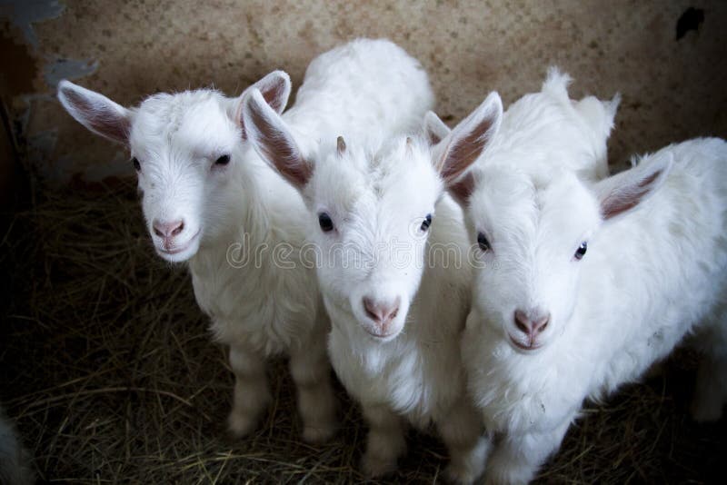 Three Cute Little Goats on the Farm Stock Photo - Image of white, goats ...