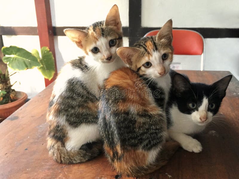 Three Cute Little Kittens on the Table Stock Photo - Image of sitting ...