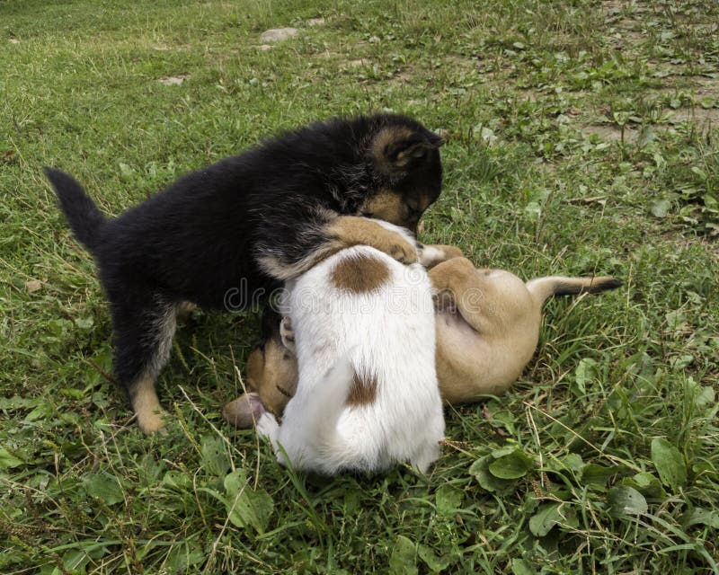 Two Cute Little Playful Puppies Playing Biting Each Other on the Grass ...