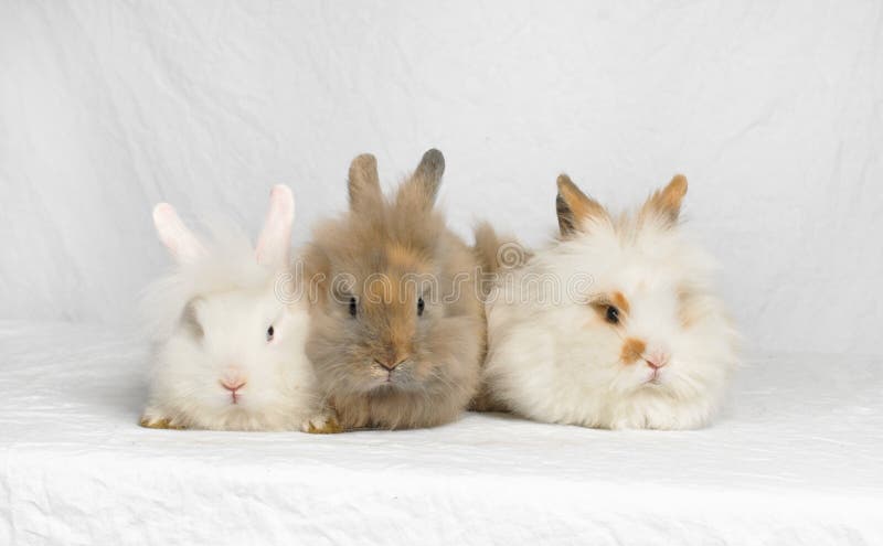 Three Cute Long Haired Bunny Rabbits Stock Image - Image of live, head ...