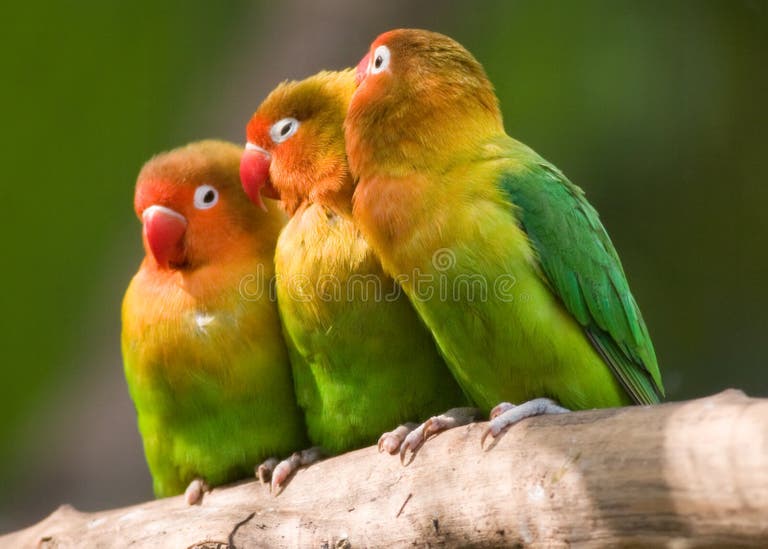 873 Three Love Birds Stock Photos - Free & Royalty-Free Stock Photos ...