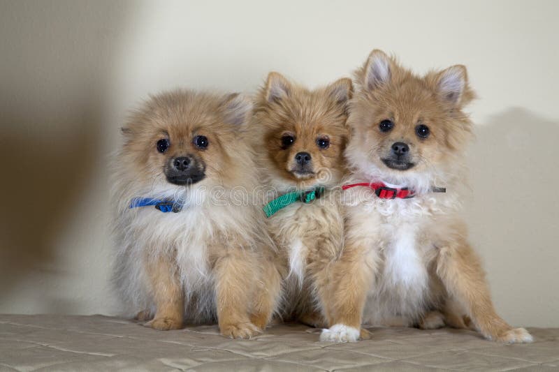 Three cute puppies stock photo. Image of ears, three - 19733166