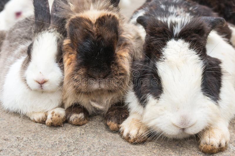 Three of Cute Rabbits Relaxing on the Large Rocks Stock Photo - Image ...