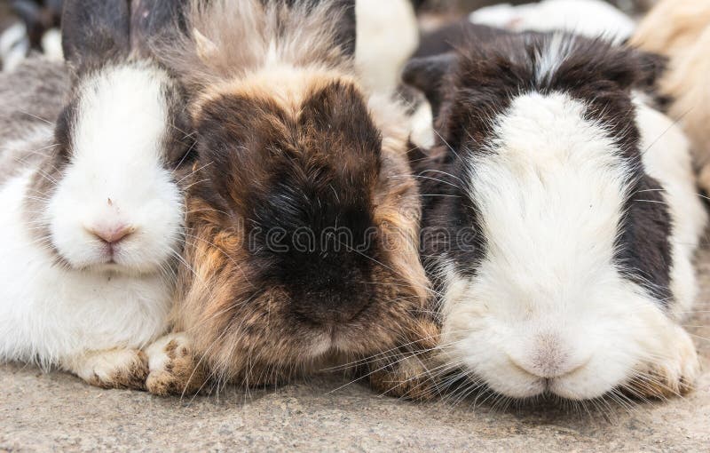 The Three of Cute Rabbits Relaxing on the Large Rocks Stock Image ...
