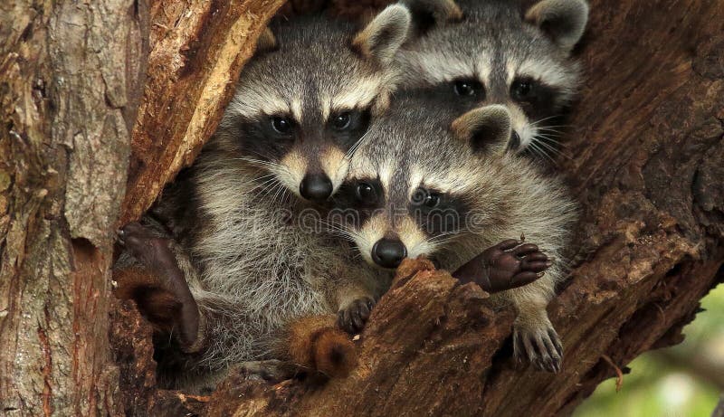 223 Baby Raccoons Tree Stock Photos - Free & Royalty-Free Stock Photos ...