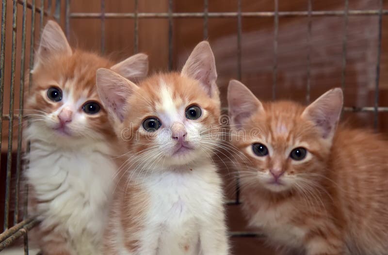 Three cute red kittens stock photo. Image of cage, clinic - 131979650