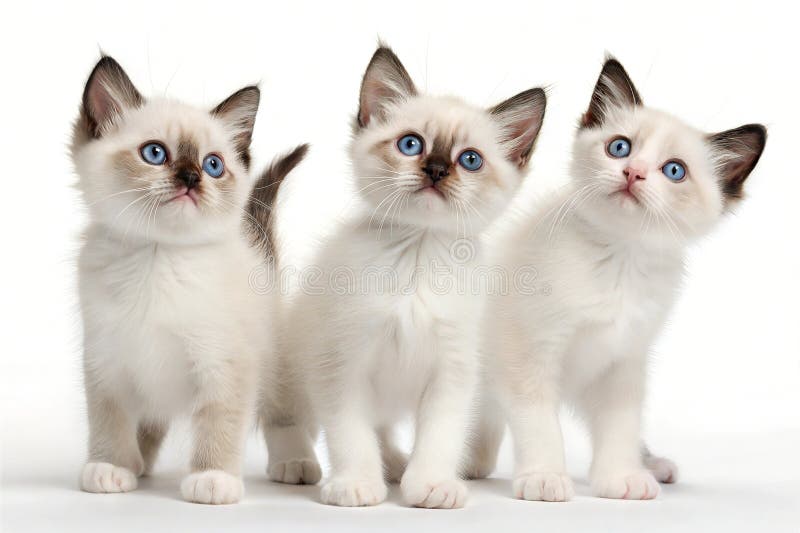 Three Cute Snowshoe Kittens with Blue Eyes Isolated White Background ...