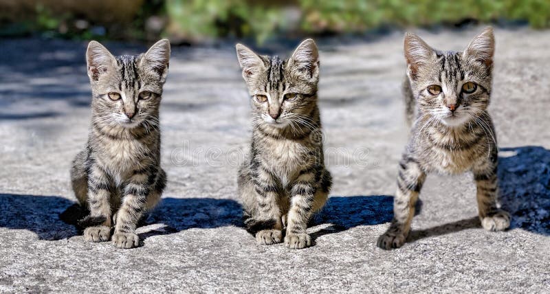 Three Cute Tiger Kittens in Line End Looking Camera Stock Illustration ...