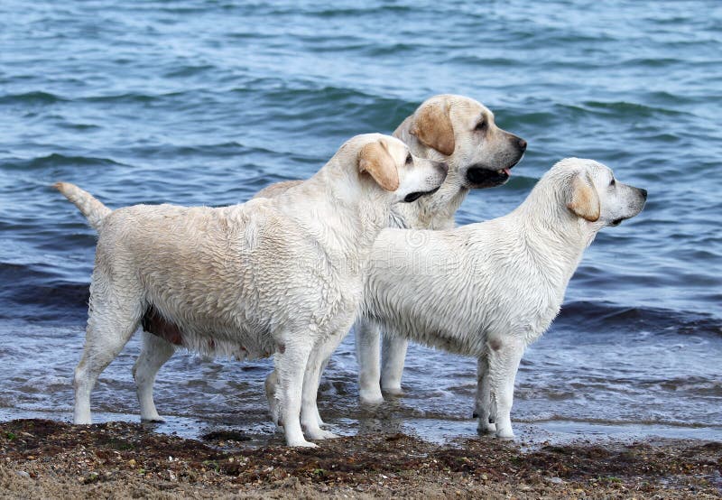 Three Cute Yellow Labradors by the Sea Stock Image - Image of black ...