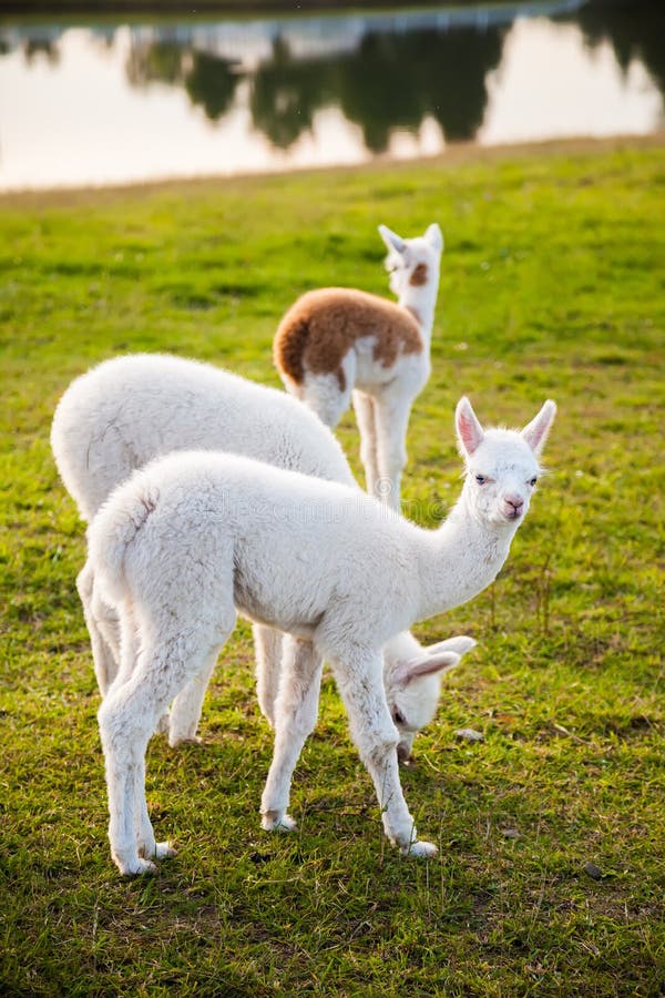 Three cute young alpacas stock image. Image of outdoors - 107680467