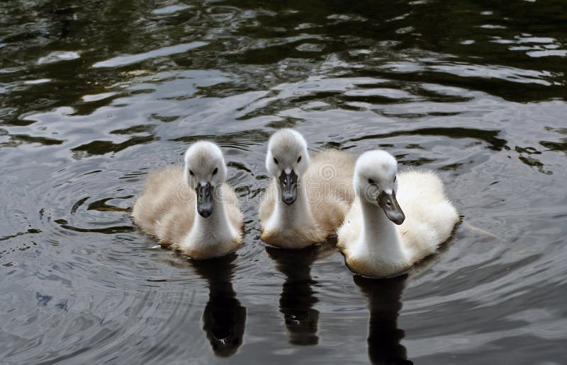 Three Cygnets stock photo. Image of baby, downy, hatched - 793538
