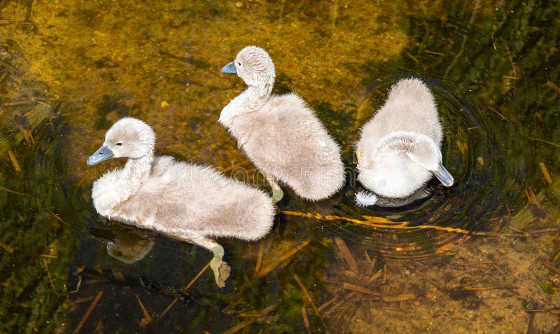 Three Cygnets in the Pond on Sunny Day Stock Photo - Image of wildlife ...
