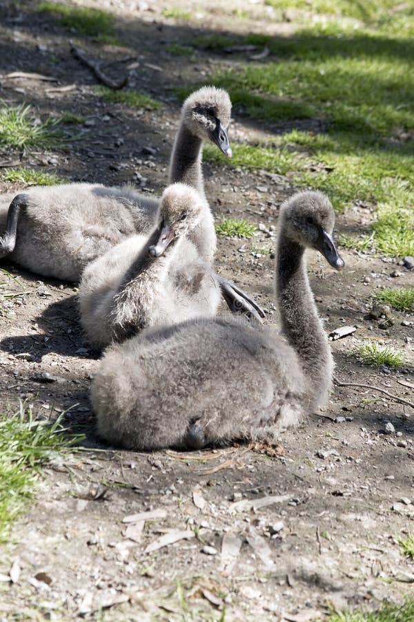 Three young cygnets stock image. Image of cygnets, australia - 129699915