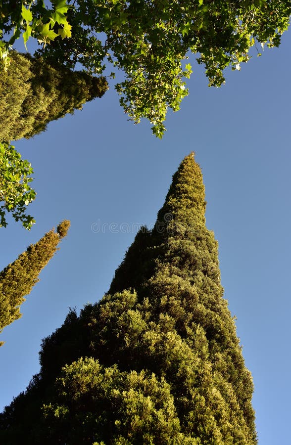 Three Cypress Trees and an Oak Stock Image - Image of tree, landscape ...