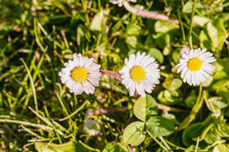 Three white daze flowers stock image. Image of yellow - 285060815