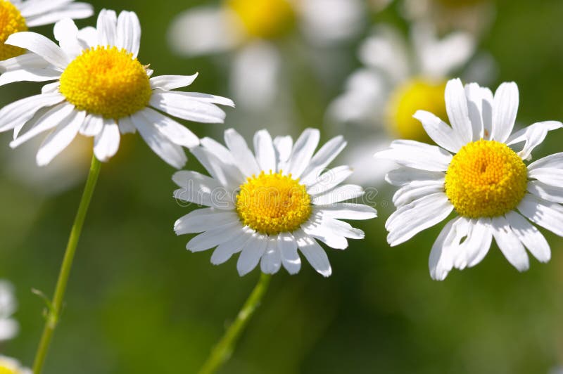 Three daisies stock image. Image of colorful, center - 11456697