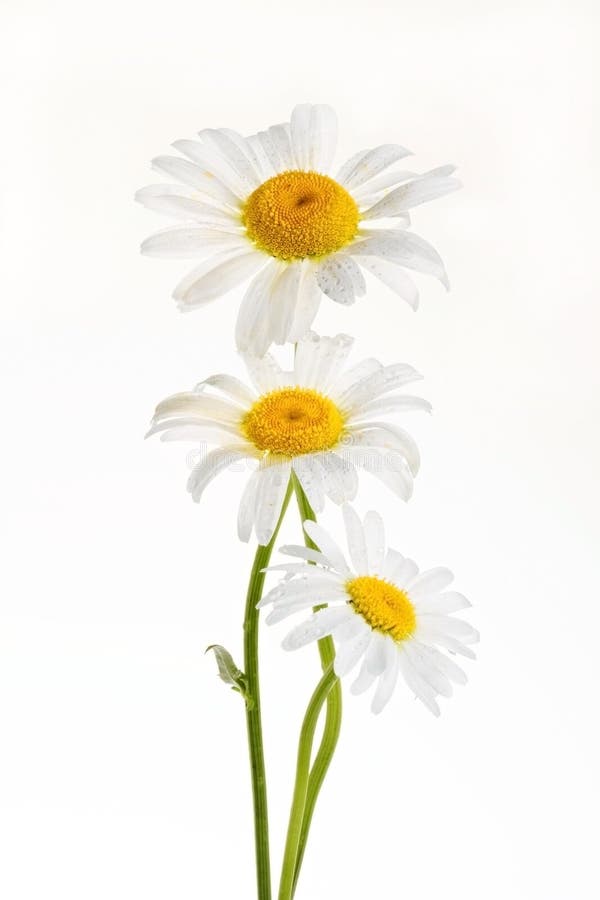 Three daisies stock photo. Image of bunch, blossom, bouquet - 25034554