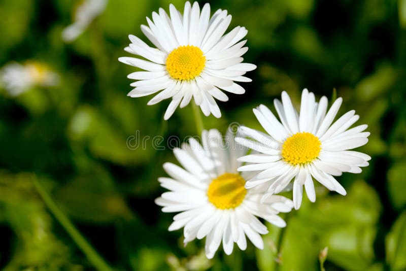 Working bee. stock photo. Image of love, blossom, horticulture - 661068