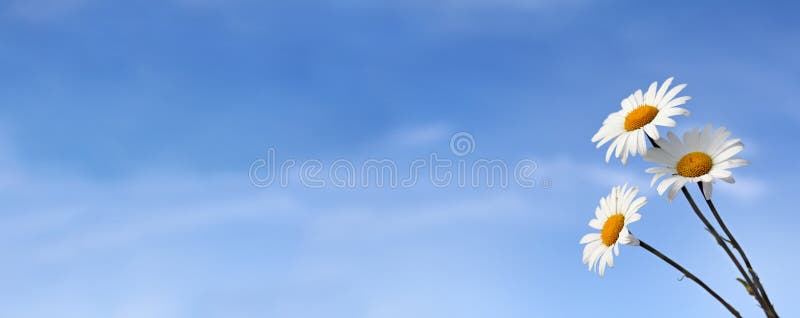 Small Spring Bouquet of Flowers Stock Image - Image of daisy, bouquet ...