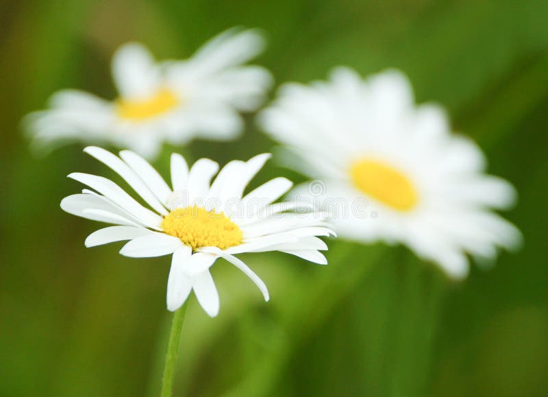 Three Daisies Background stock photo. Image of plants - 52754336