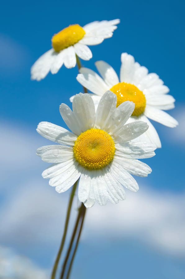 Daisies - Three - on Colored Squares Stock Photo - Image of colourful ...