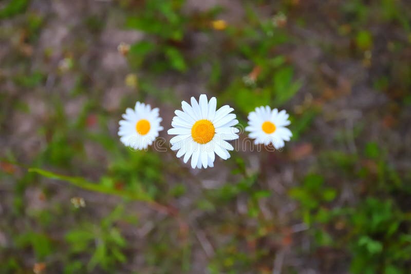 Three Daisies in a Field Close-up Stock Image - Image of beauty ...