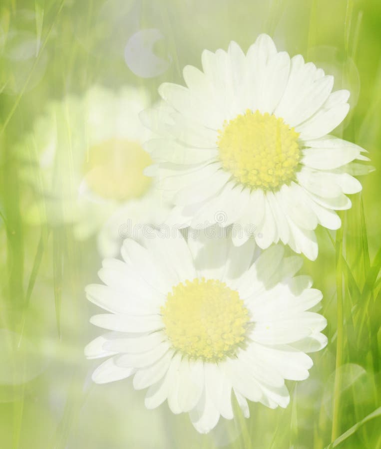Three Daisies and Grass with Sunlight Stock Photo - Image of growing ...